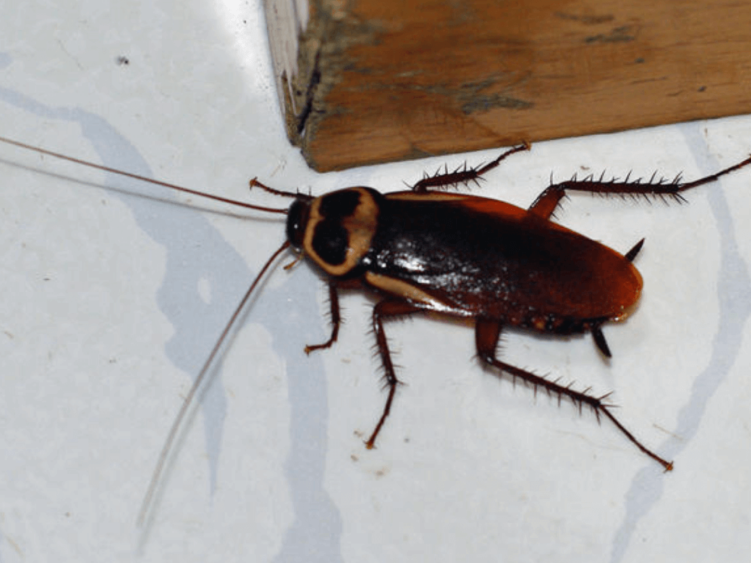 Top Dératisation - Traitement anti-cafards à Bruxelles et aux alentours